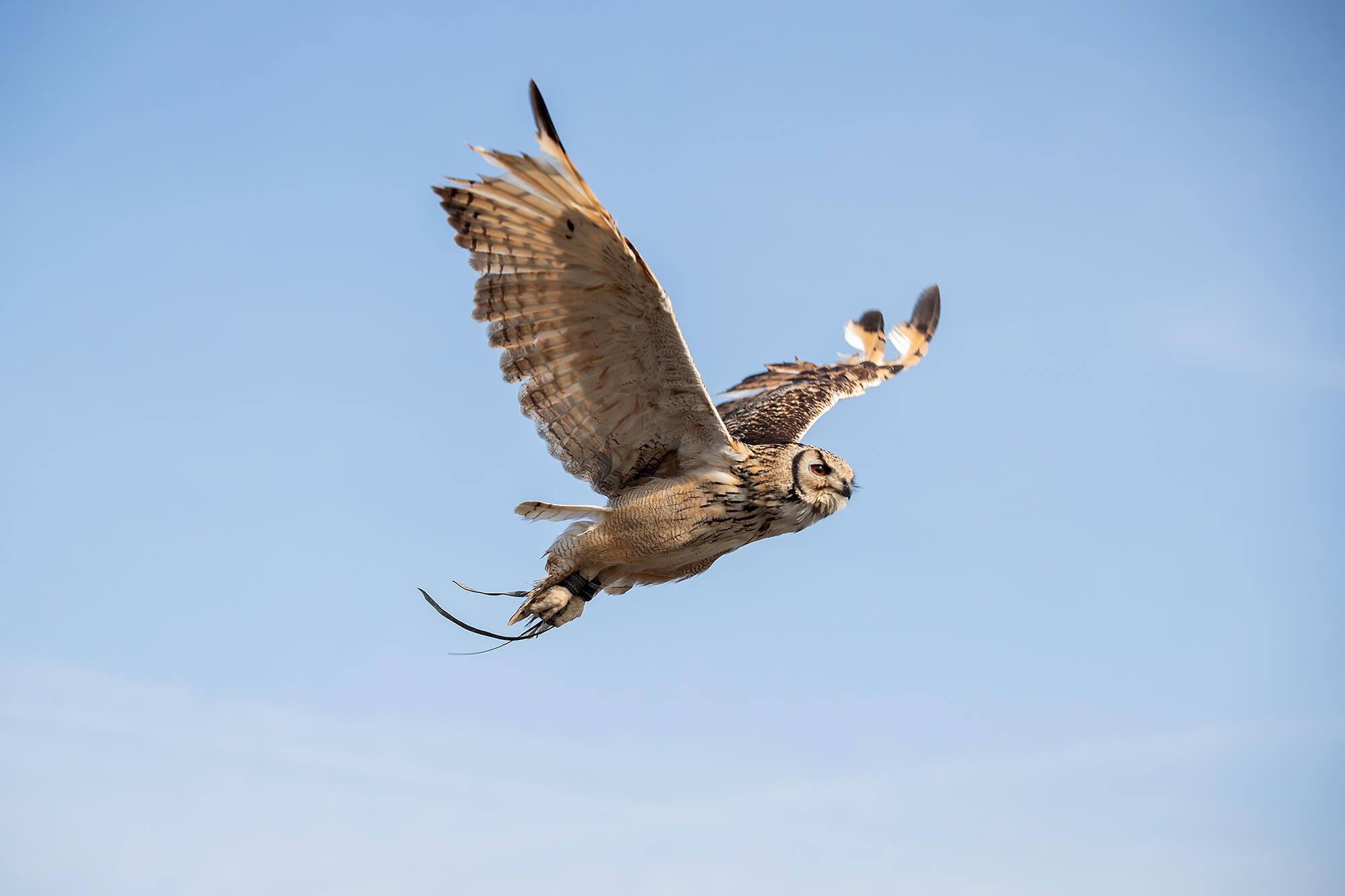Falconry Displays & Experiences