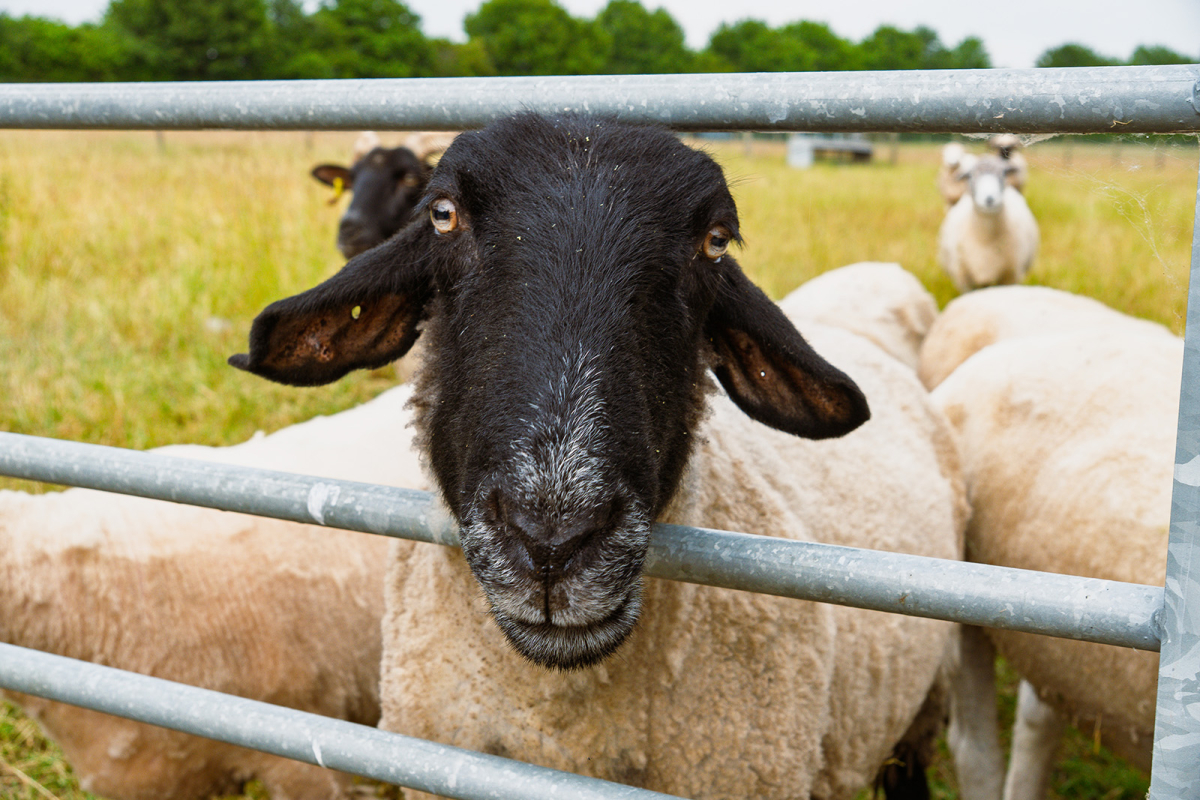 Explore Manor Farm Park & Woodlands where Every day is an adventure