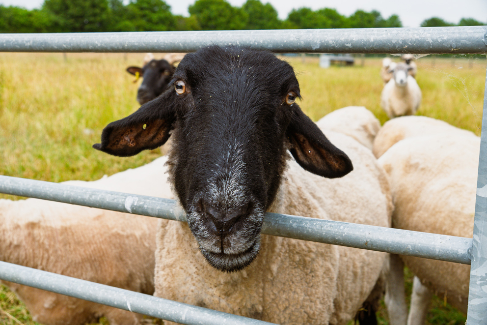 Explore Manor Farm Park & Woodlands where Every day is an adventure