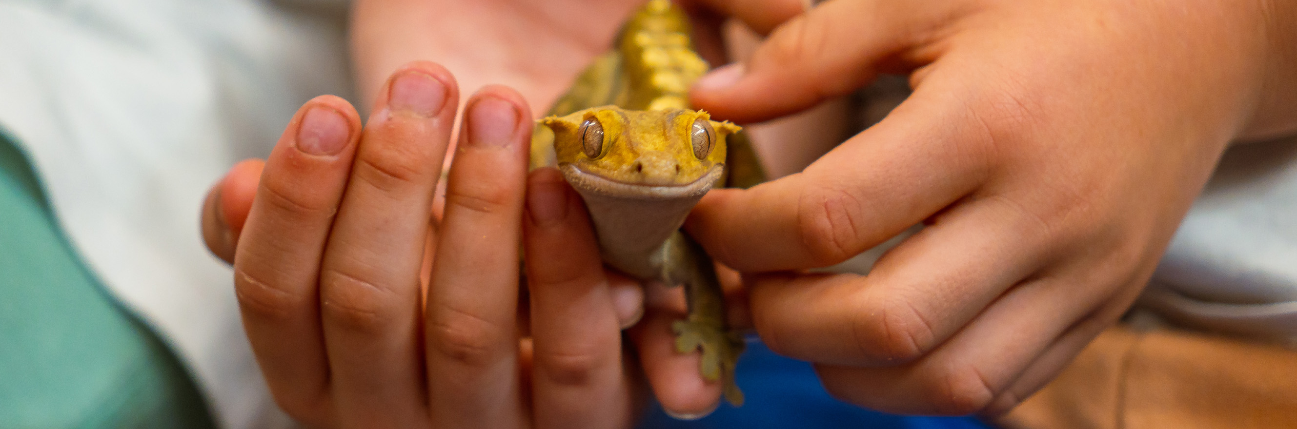 Animal Encounters