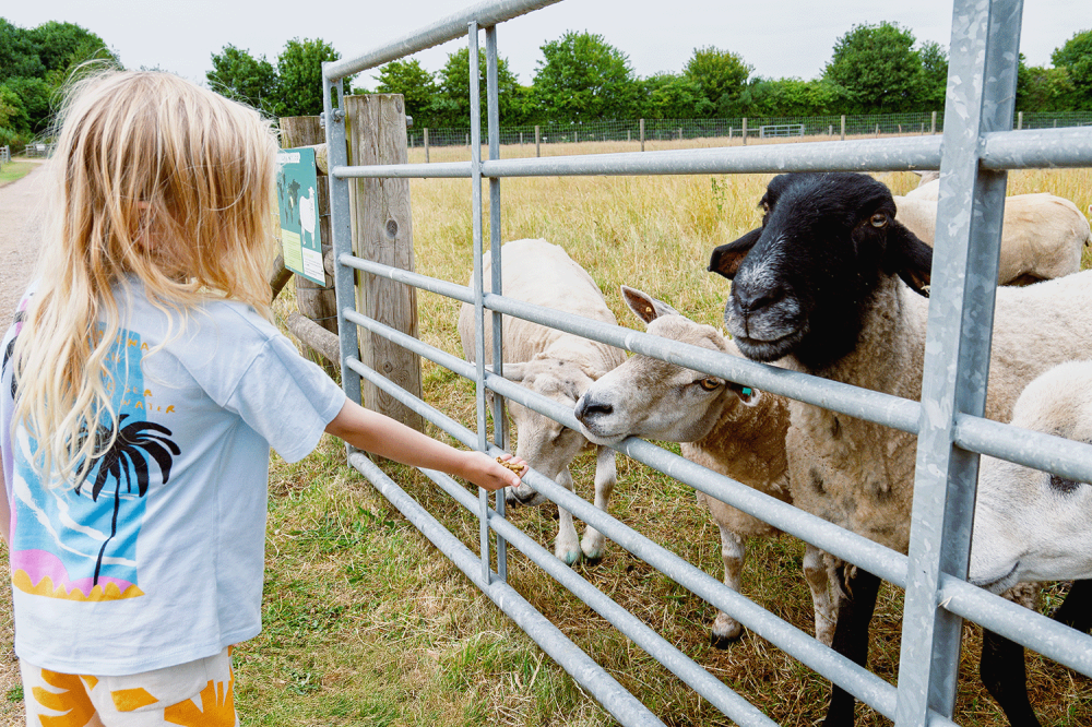 Manor Farm Animal Activities