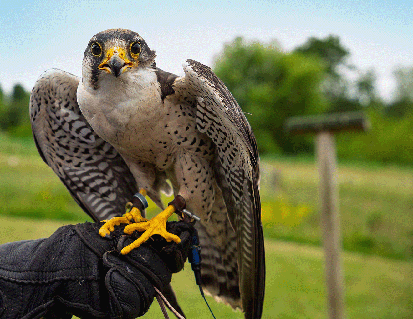 Manor Farm Animal Activities
