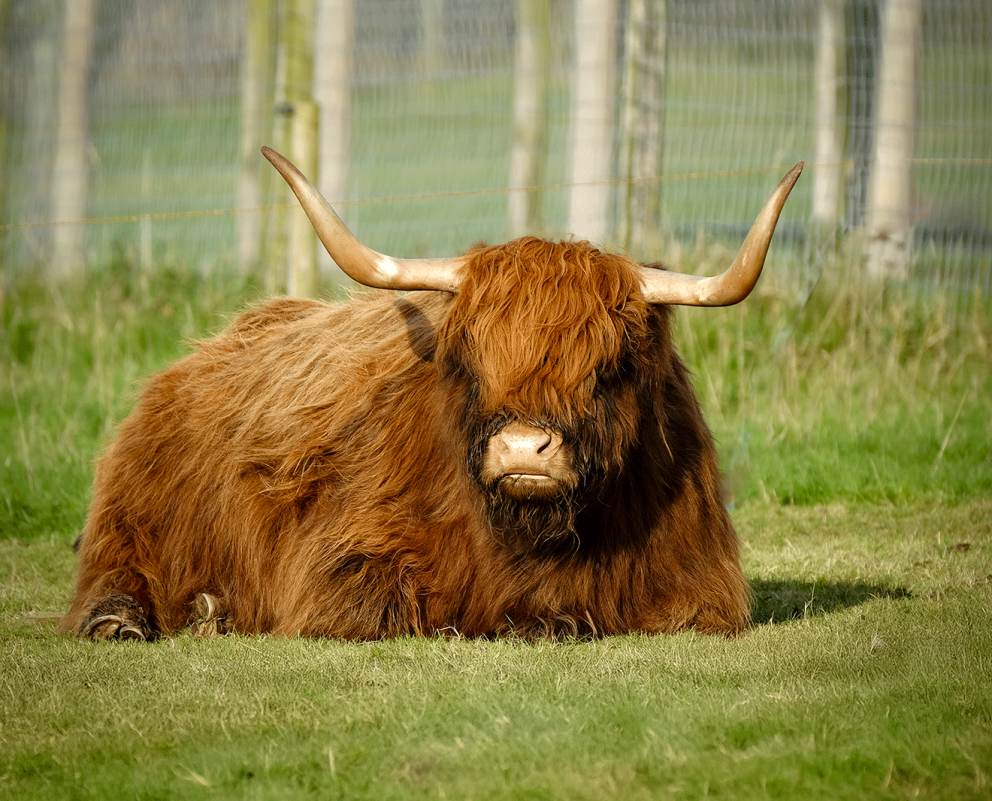 Manor Farm Animal Activities