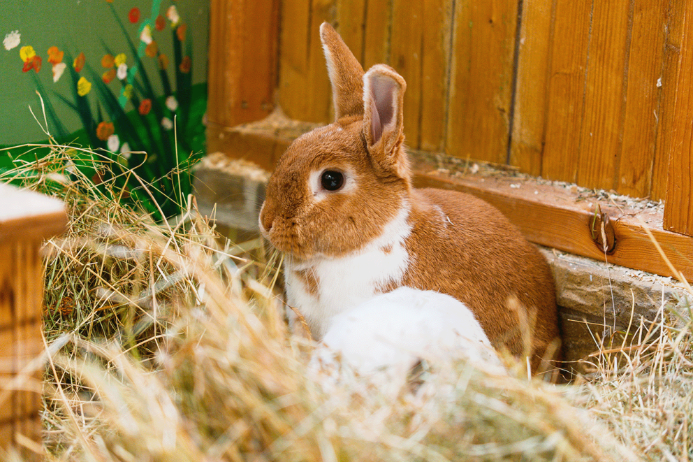Manor Farm Animal Activities