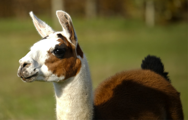 Explore Manor Farm Park & Woodlands where Every day is an adventure